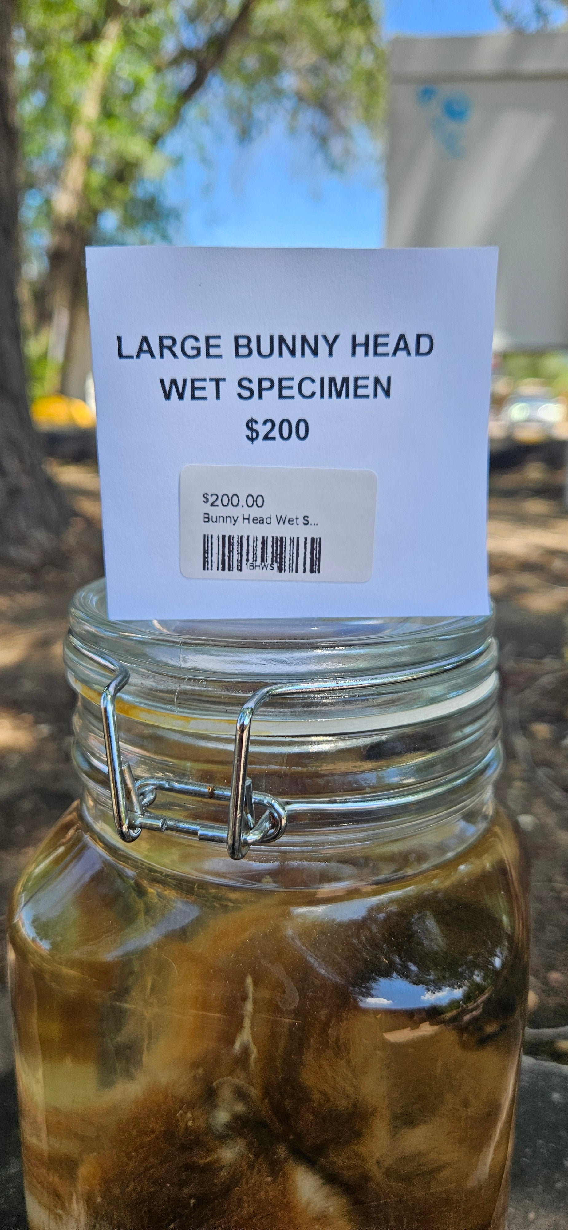 Bunny Head Wet Specimen | The Crow's Nest